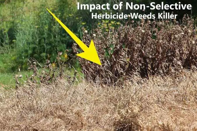 Practical Ways to Kill and Get Rid of Henbit Weed Without Stress