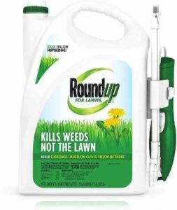 Practical Ways to Kill and Get Rid of Henbit Weed Without Stress