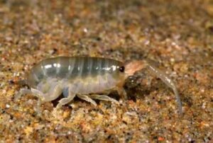 What Do Sand Fleas Look Like? Top Discoveries About Fleas in Sand