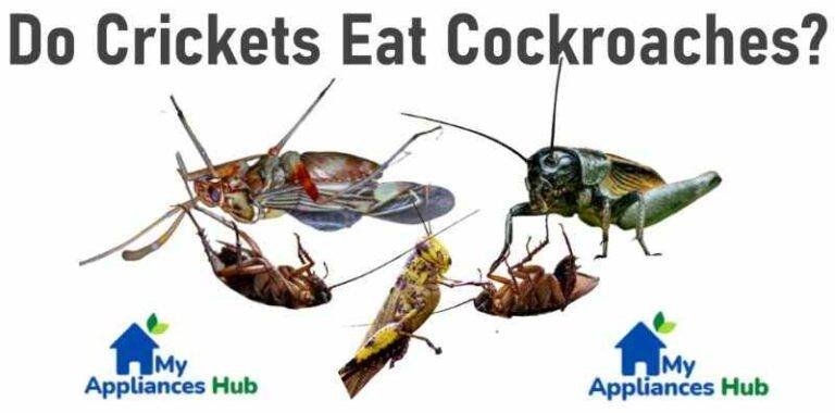 Do Crickets Eat Cockroaches A Comprehensive Guide