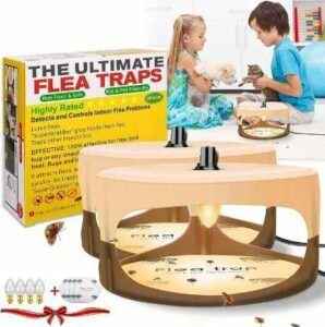 The Life Cycle of Fleas: From Egg to Adult [Complete Guide]