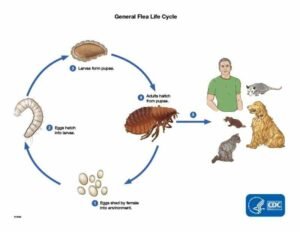 The Life Cycle of Fleas: From Egg to Adult [Complete Guide]